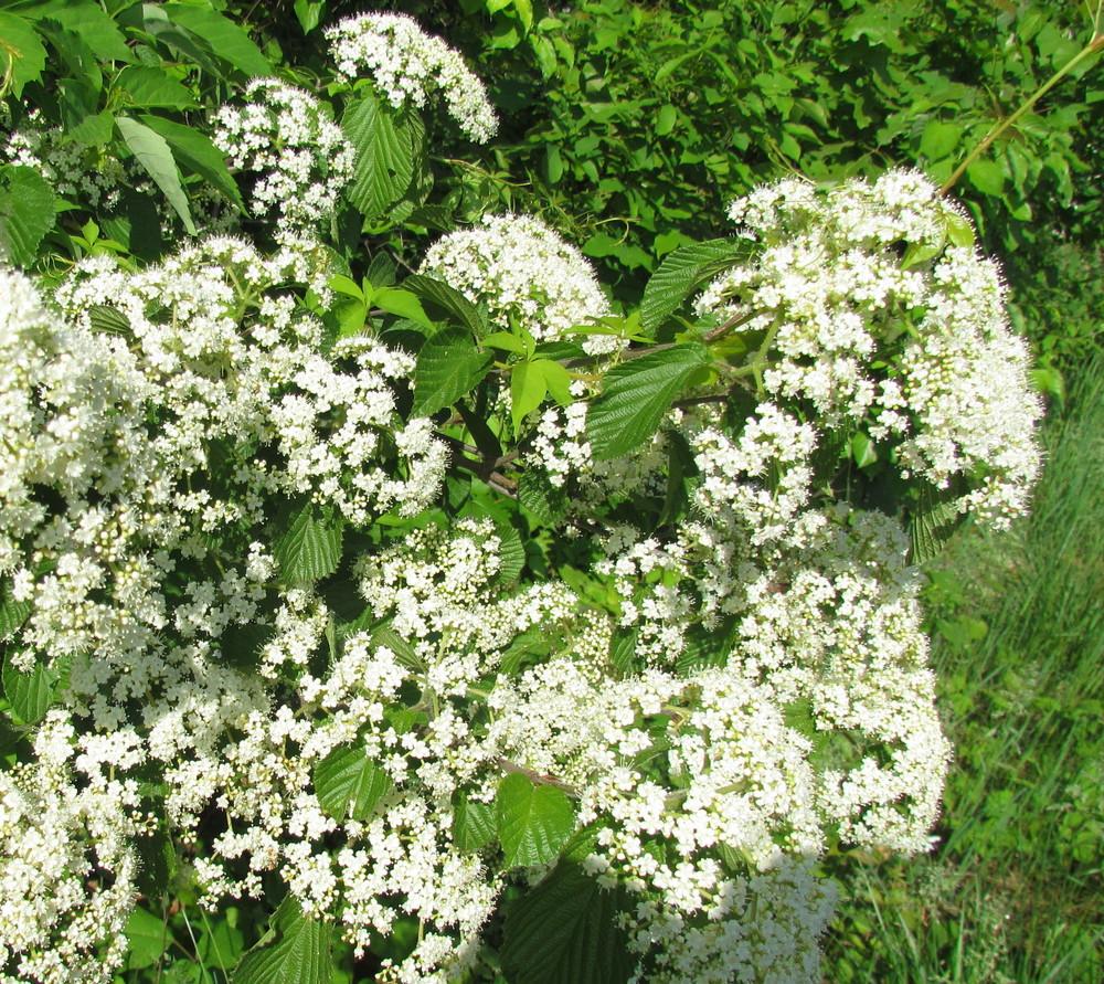 Viburnums: Plant Care and Collection of Varieties - Garden.org