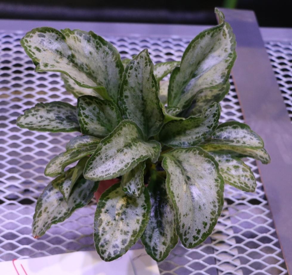 Chirita (Primulina 'Betty') - Garden.org