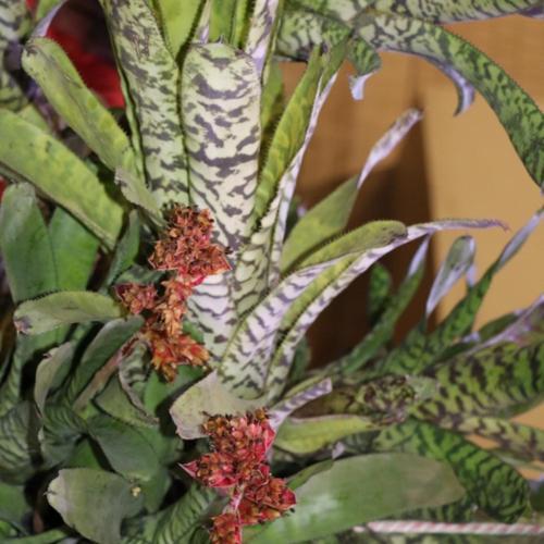 Variegated Aechmea (Aechmea 'Bert') - Garden.org