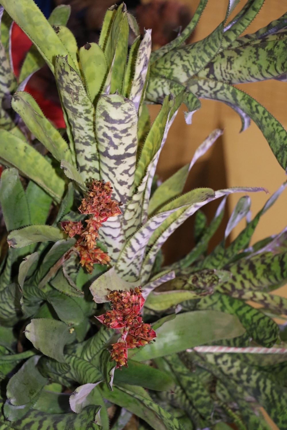 Variegated Aechmea (Aechmea 'Bert') - Garden.org