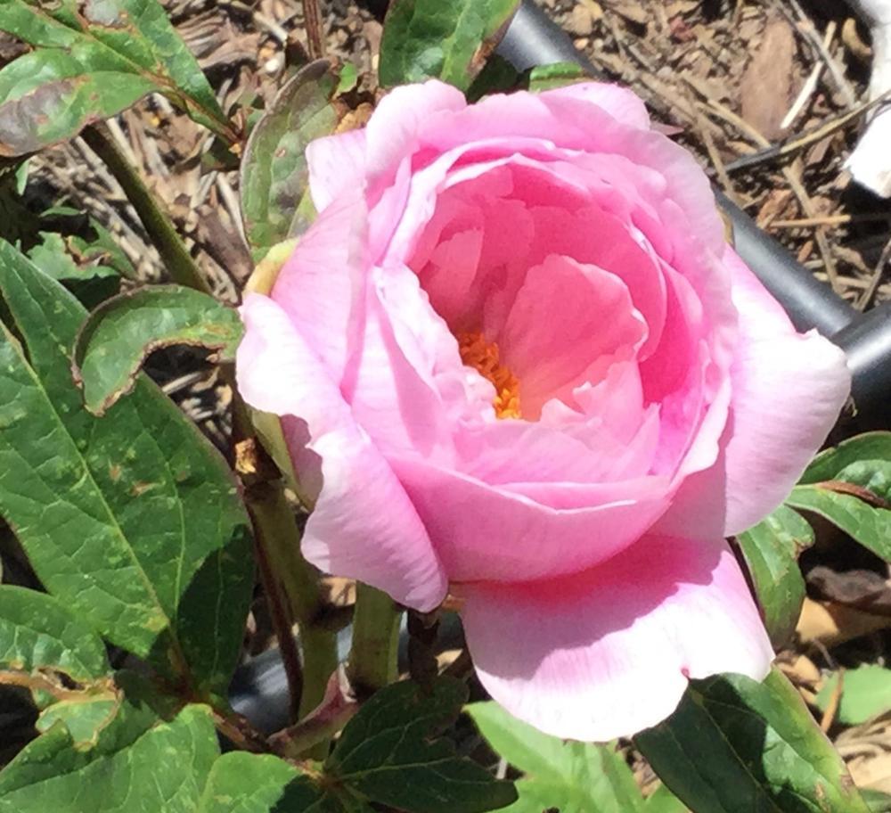 Photo of the bloom of Intersectional Peony (Paeonia 'Impossible Dream ...
