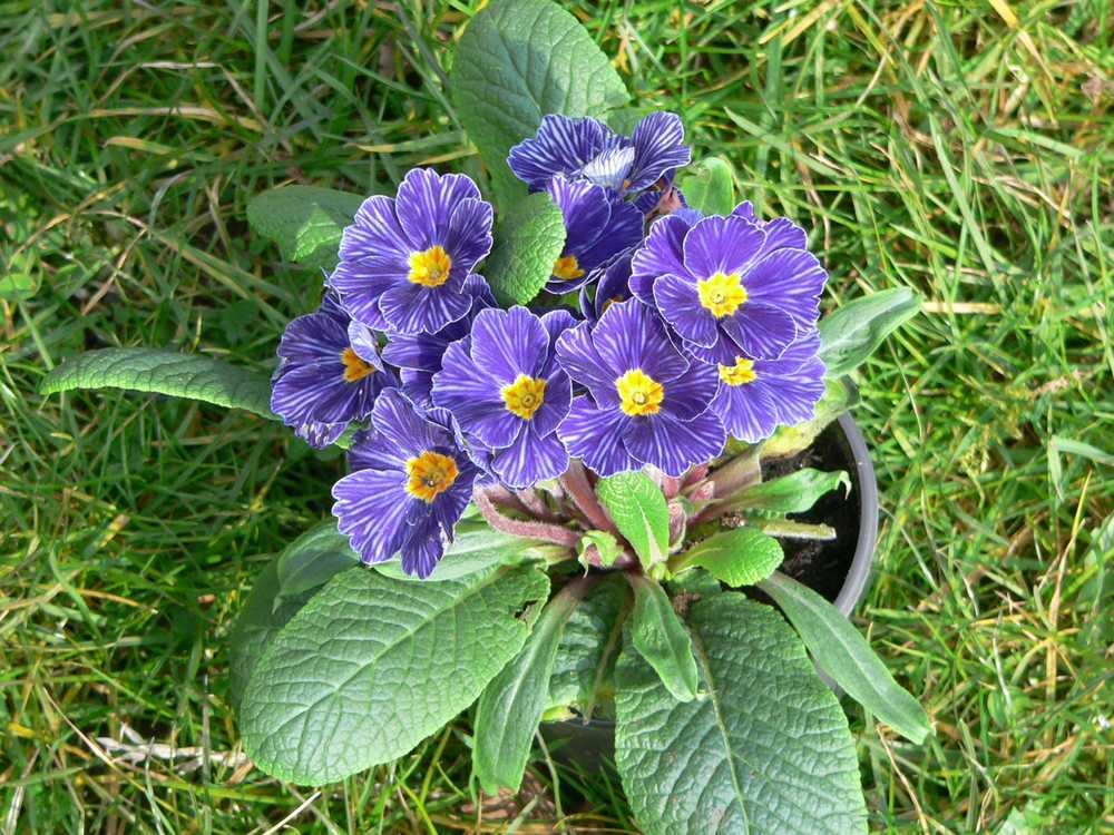 Photo of the entire plant of Primrose (Primula 'Blue Zebra') posted by ...