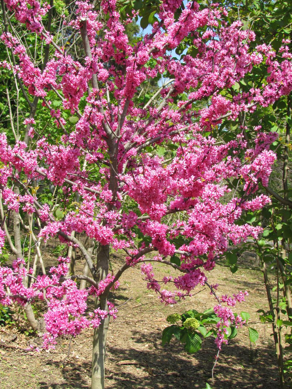 Photo of the entire plant of Eastern Redbud (Cercis canadensis var ...