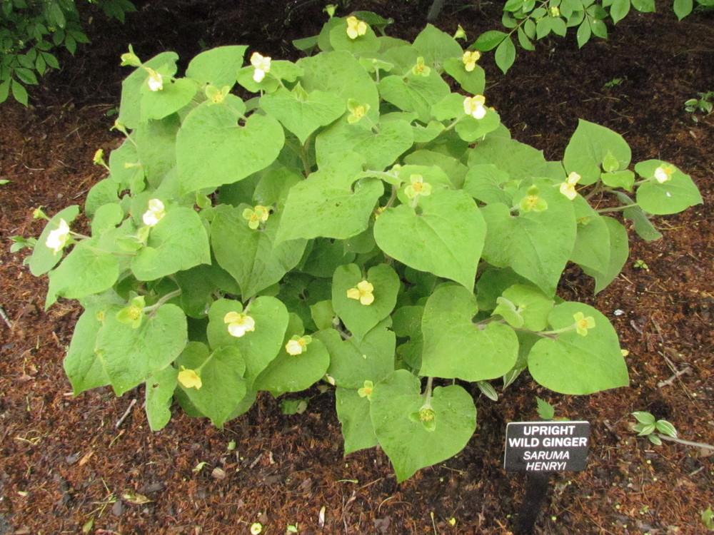 Photo of the entire plant of Upright Wild Ginger (Saruma henryi) posted ...