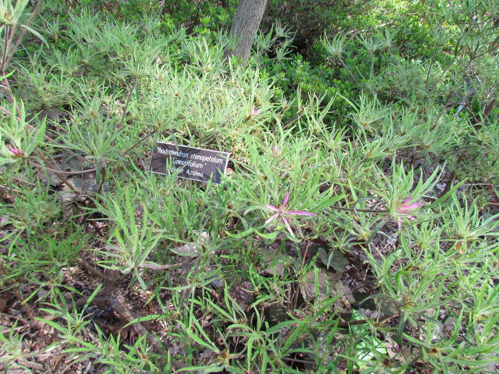 Photo of the entire plant of Spider Azalea (Rhododendron stenopetalum ...