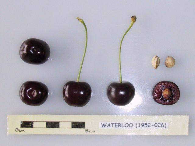 Cherry (Prunus avium 'Waterloo') in the Sweet Cherries Database ...