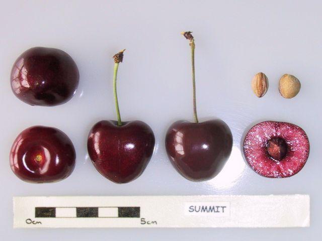 Cherry (Prunus avium 'Summit') in the Sweet Cherries Database - Garden.org