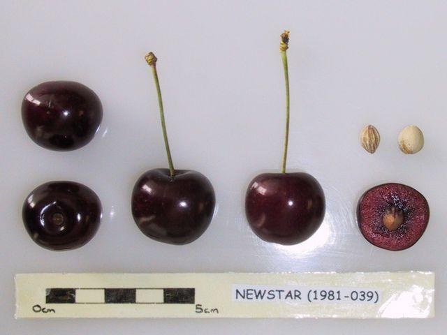 Cherry (Prunus avium 'Newstar') in the Sweet Cherries Database - Garden.org