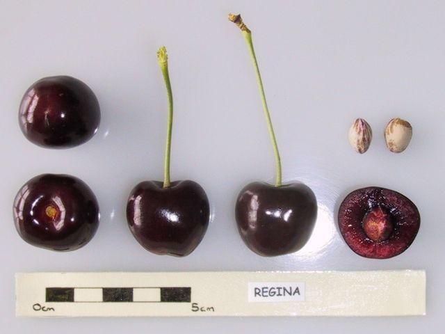 Cherry (Prunus avium 'Regina') in the Sweet Cherries Database - Garden.org