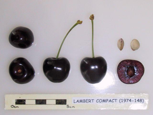 Cherry (Prunus avium 'Lambert Compact') in the Sweet Cherries Database ...