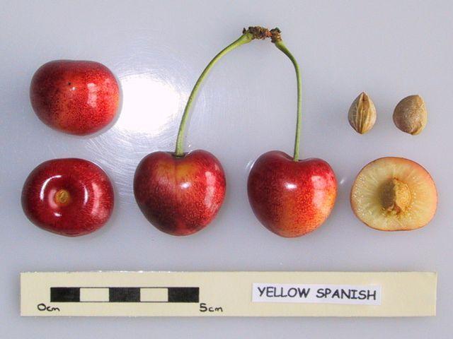 Cherry (Prunus avium 'Yellow Spanish') in the Sweet Cherries Database ...