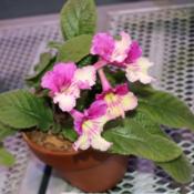 Photo of the bloom of Cape Primrose (Streptocarpus Ladyslippers™ Yellow ...