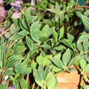 Parallel Peperomia (Peperomia tetragona) - Garden.org