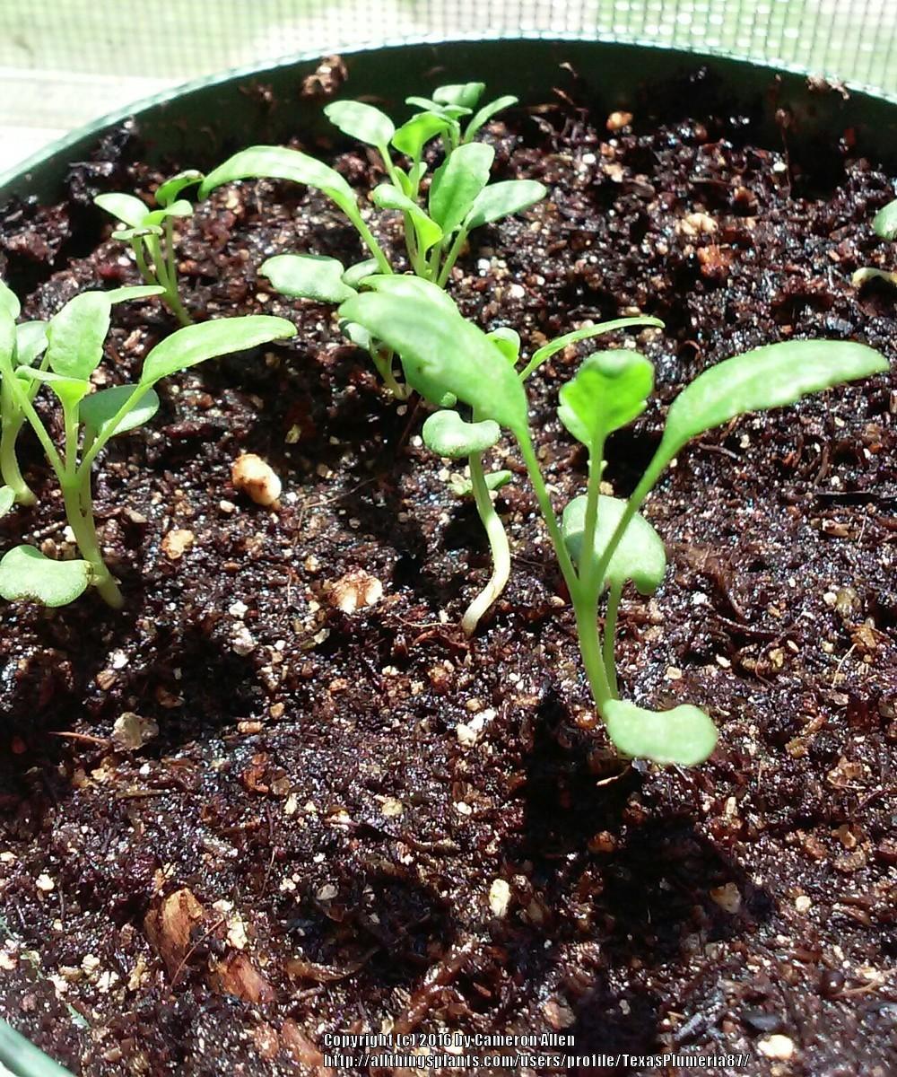 Photo of the seedling or young plant of Hyssop (Hyssopus officinalis ...
