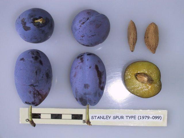 Culinary Plum (Prunus domestica 'Stanley Spur Type') in the Plums ...