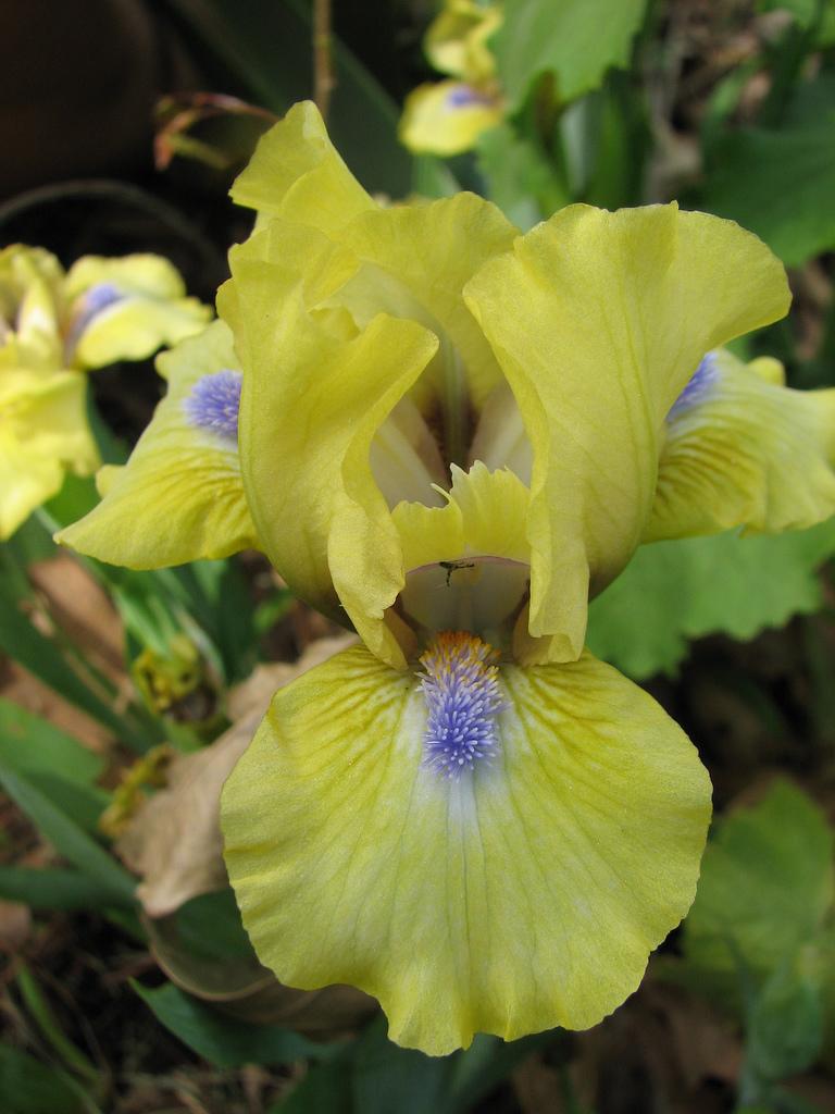Standard Dwarf Bearded Iris (Iris 'Irish Chant') in the Irises Database ...