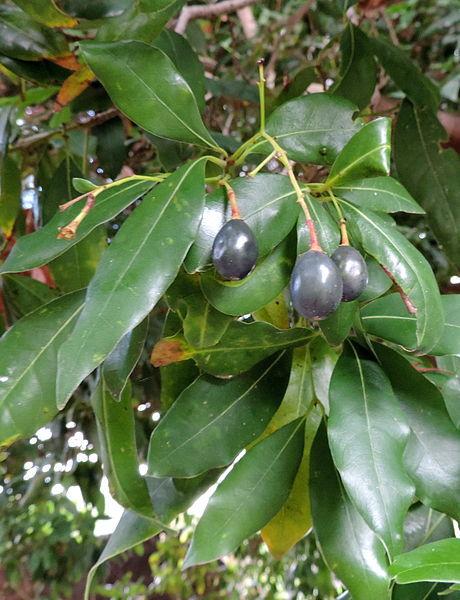 Photo of the fruit of Barbusano (Apollonias barbujana) posted by ...