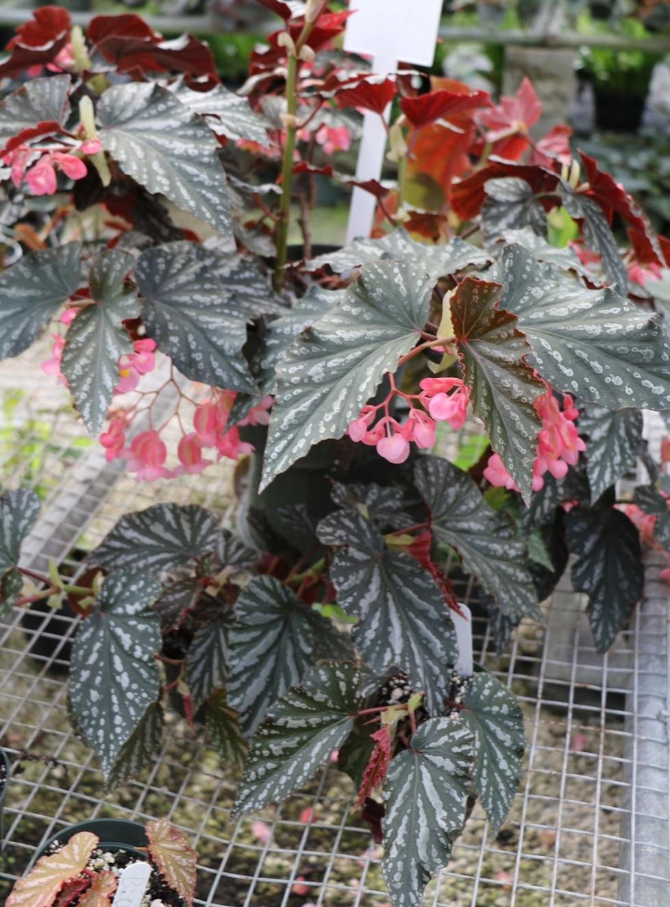 Photo of the entire plant of Begonia 'Orpha C Fox' posted by skylark ...