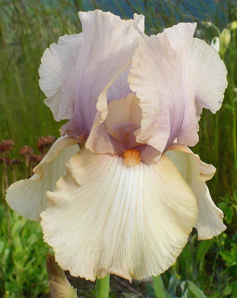 Tall Bearded Iris (Iris 'Cup of Cocoa') in the Irises Database - Garden.org