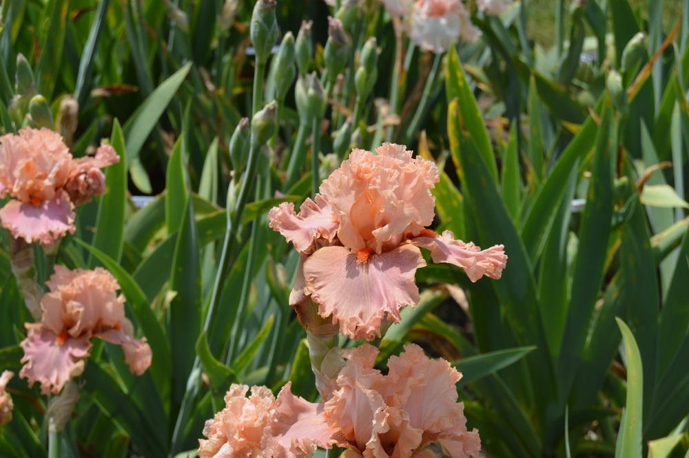 Photo of the bloom of Tall Bearded Iris (Iris 'Maria Malibran') posted ...