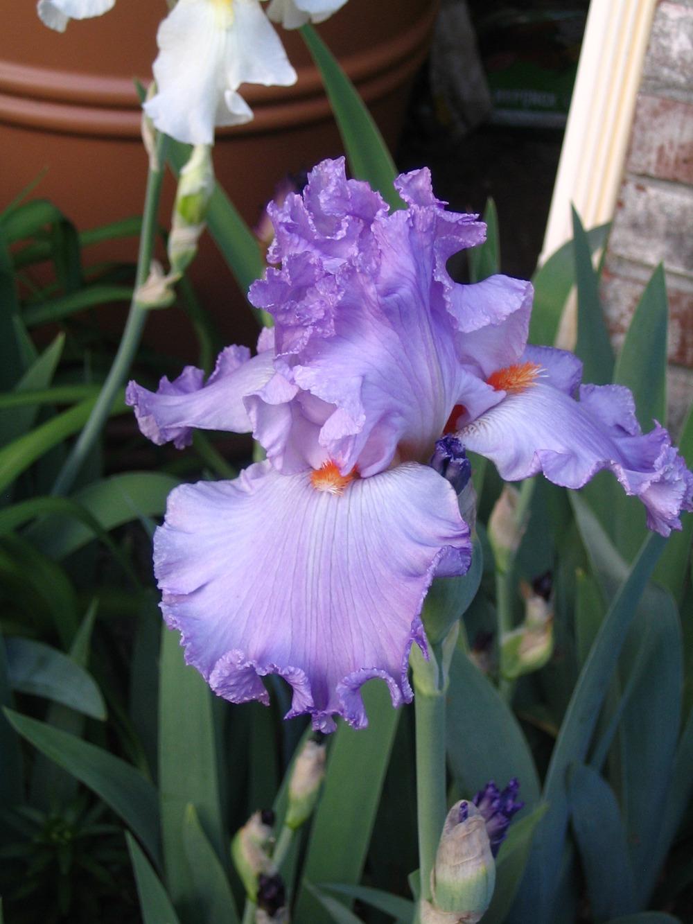 Photo of the bloom of Tall Bearded Iris (Iris 'Silk Romance') posted by ...