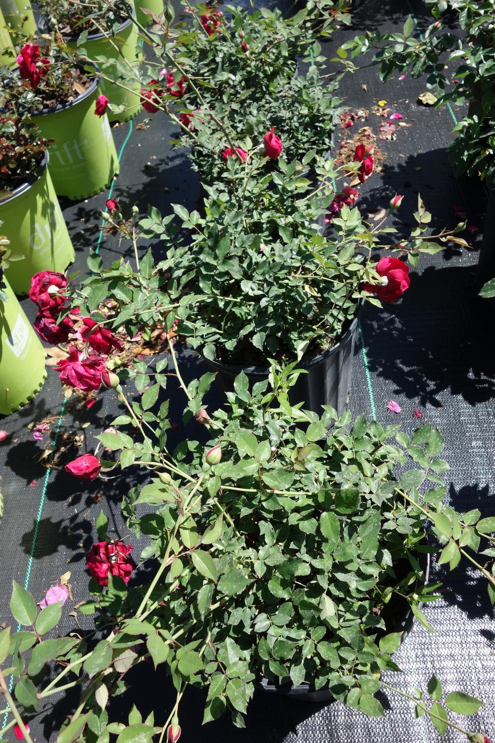 Photo of the entire plant of Rose (Rosa 'Louis-Philippe') posted by ...