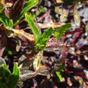 Croton (Codiaeum variegatum 'Batik') in the Crotons Database - Garden.org