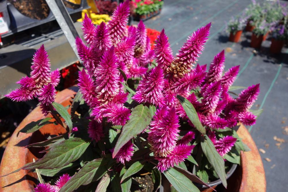 Photo of the entire plant of Celosia argentea Intenz™ Classic posted by ...