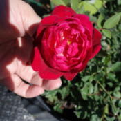 Rose (Rosa 'Louis-Philippe') in the Roses Database - Garden.org