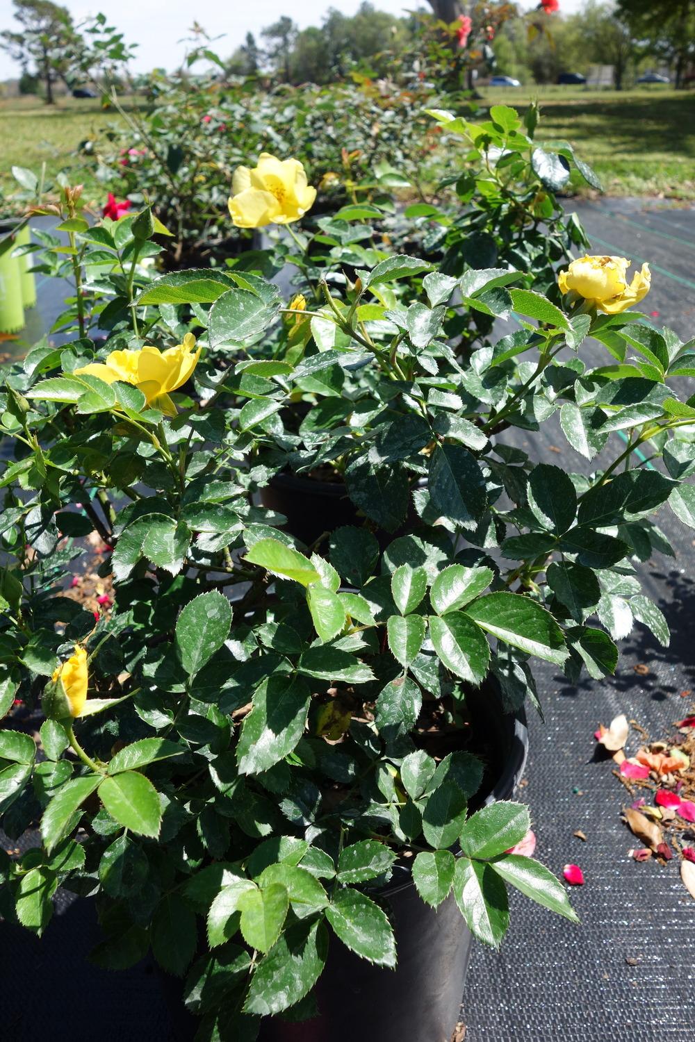 Photo of the entire plant of Rose (Rosa 'Lemon Fizz') posted by ...
