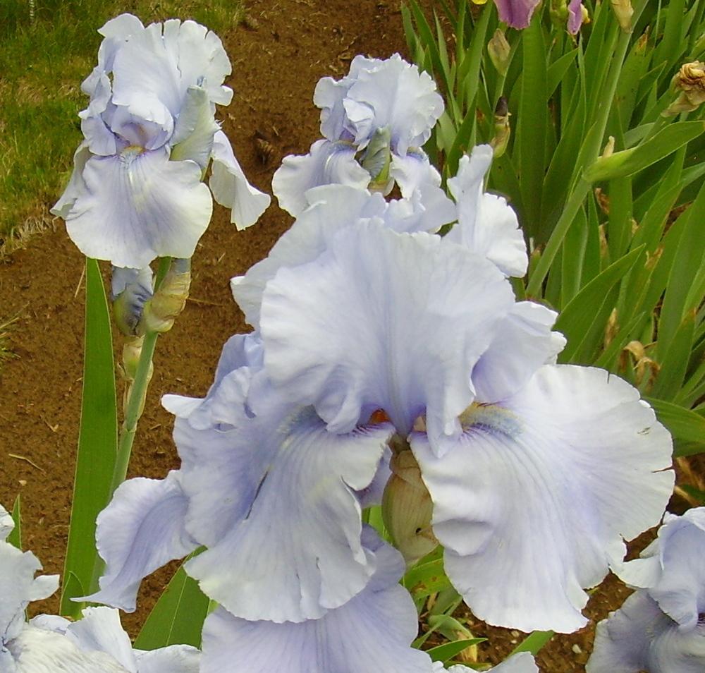 Photo of the bloom of Tall Bearded Iris (Iris 'Pacific Mist') posted by ...