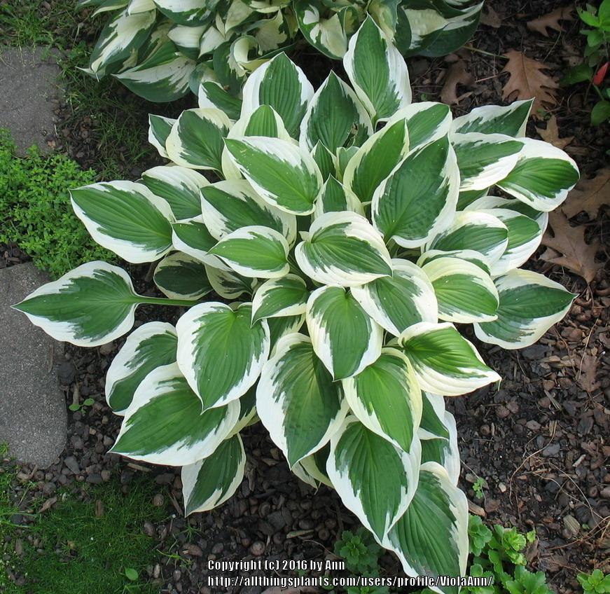 Daily Hosta #55 - 'Patriot' in the Hostas forum - Garden.org