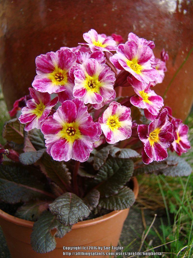 Primrose (Primula 'Dark Rosaleen') in the Primroses Database - Garden.org