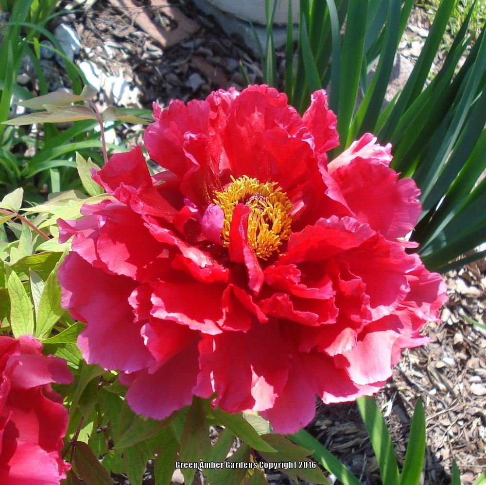 Photo of the bloom of Tree Peony (Paeonia x suffruticosa 'Taiyo ...