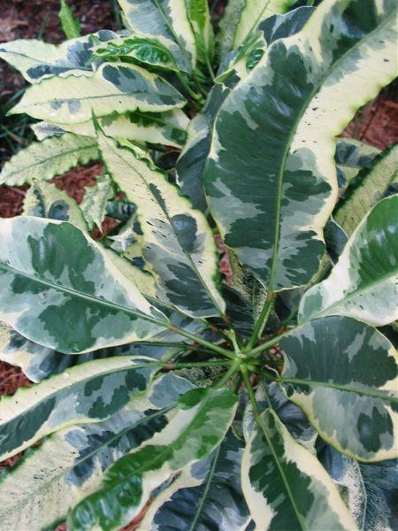 Croton (Codiaeum variegatum 'Tamara') in the Crotons Database - Garden.org