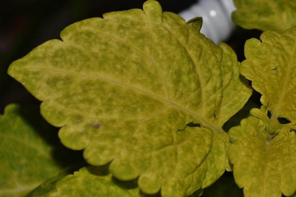 Coleus (Coleus scutellarioides 'Fairway Yellow') in the Coleus Database ...