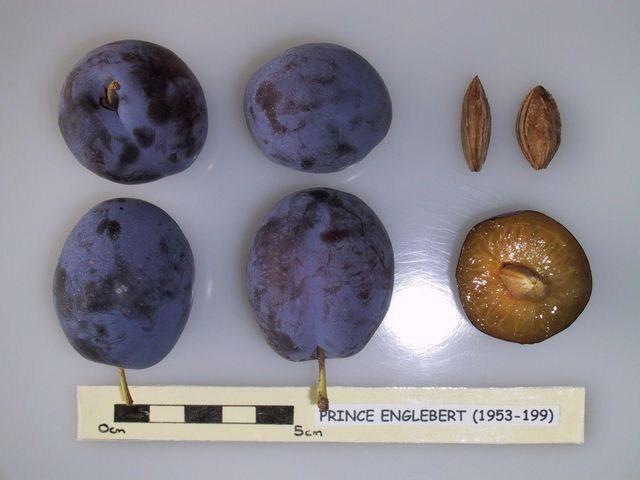 Dessert Plum (Prunus domestica 'Prince Englebert') in the Plums ...