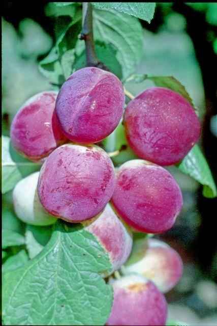Culinary Plum (Prunus domestica 'Prince of Wales') in the Plums ...