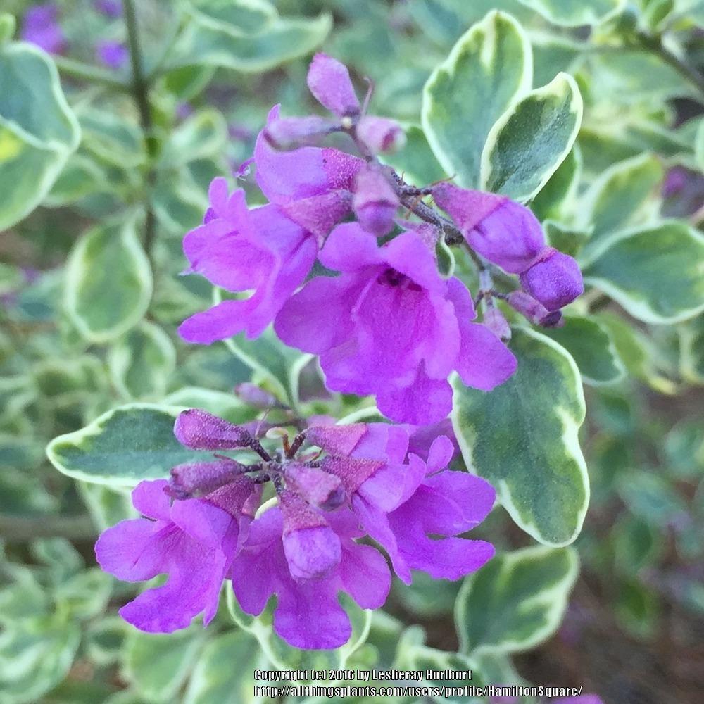 Variegated Mint Bush (Prostanthera ovalifolia 'Variegata') - Garden.org