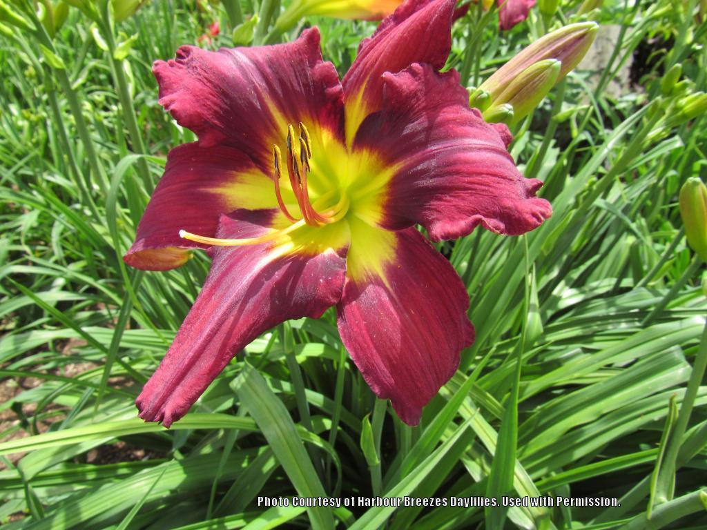 Photo of the bloom of Daylily (Hemerocallis 'Topguns Blooming Machine ...