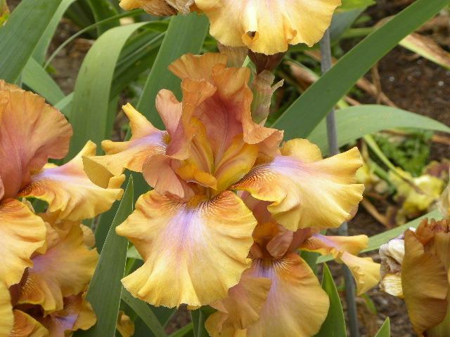 Photo of the bloom of Tall Bearded Iris (Iris 'Bronze Warrior') posted ...
