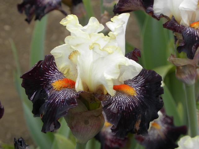 Tall Bearded Iris (Iris 'Bright on Top') in the Irises Database ...