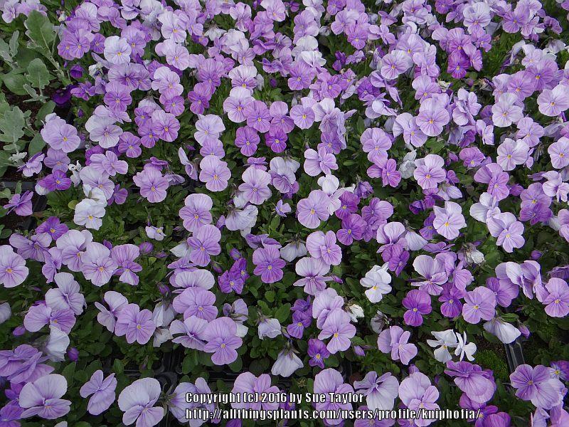 Violet (Viola Sorbet® XP Lavender Vein) in the Violas Database - Garden.org