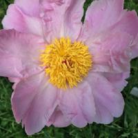 Photo of the bloom of Chinese Peony (Paeonia lactiflora 'Sea Shell ...