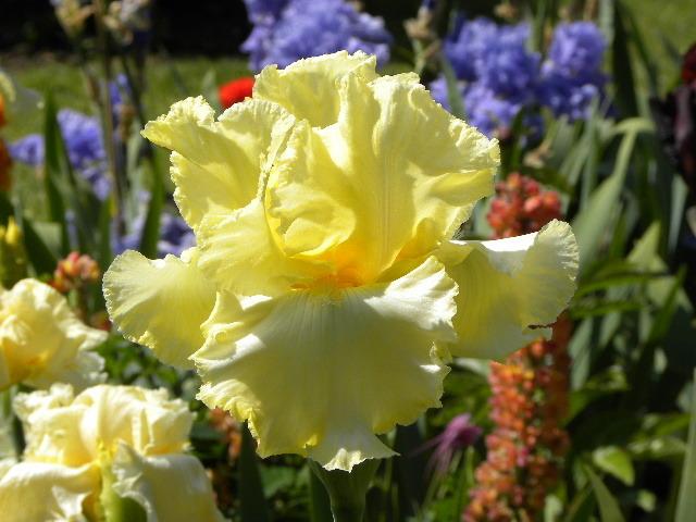 Photo of the bloom of Tall Bearded Iris (Iris 'Absolute Star') posted ...