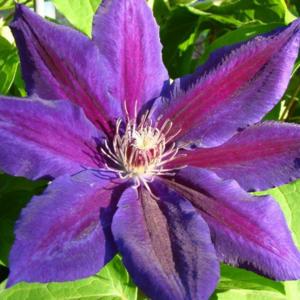 Clematis 'Hania' in the Clematis Database - Garden.org