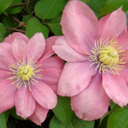 Clematis 'Little Mermaid' in the Clematis Database - Garden.org