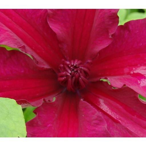 Clematis 'Perida' in the Clematis Database - Garden.org