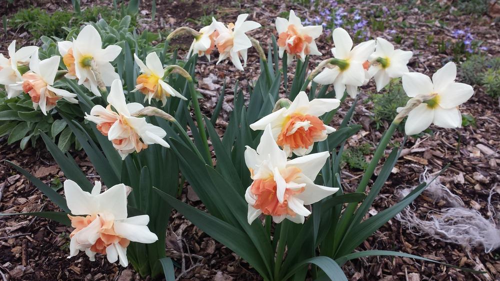 Spring Blooming Bulbs 2016 in the Bulbs forum - Garden.org