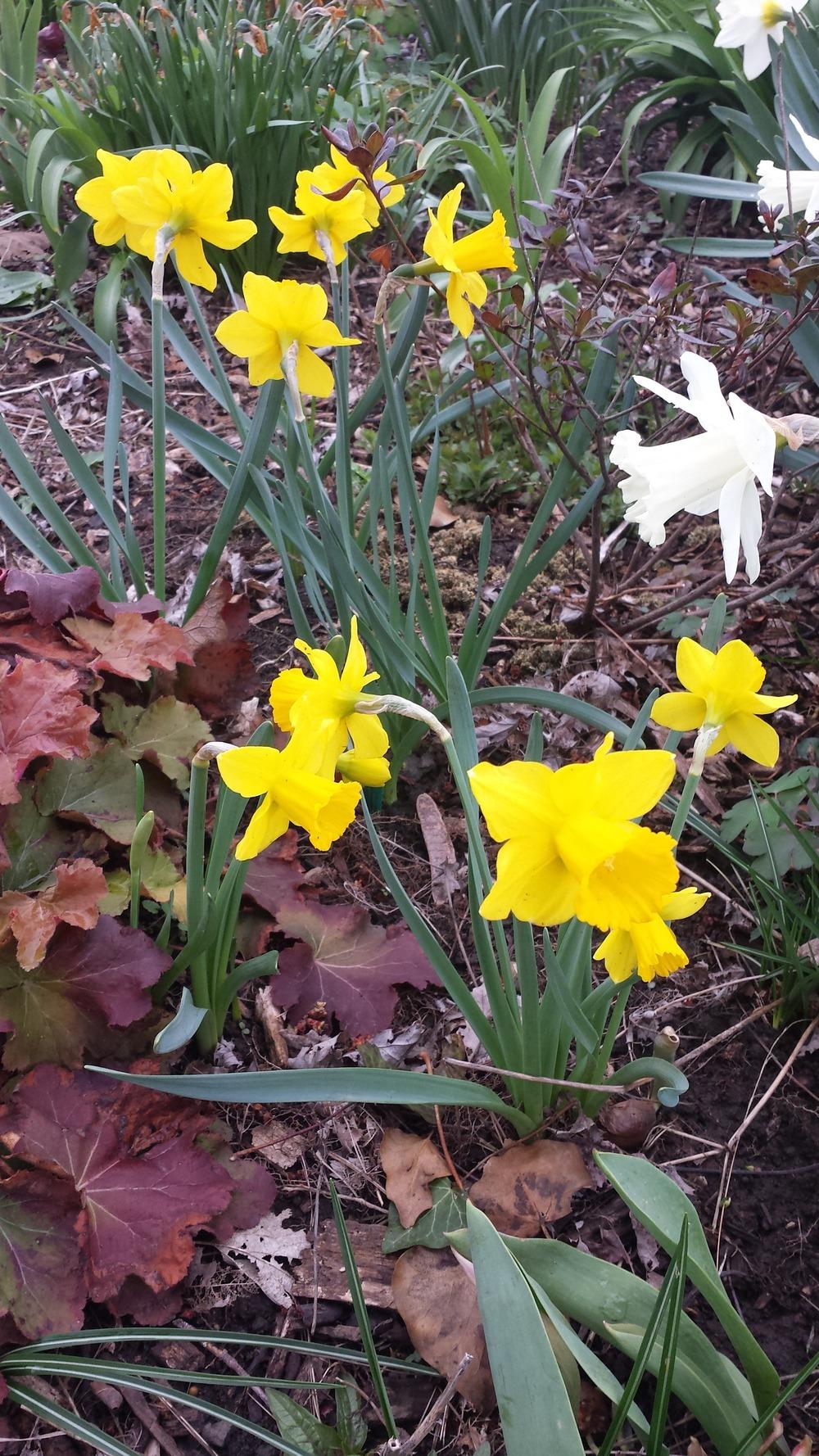 Spring Blooming Bulbs 2016 in the Bulbs forum - Garden.org